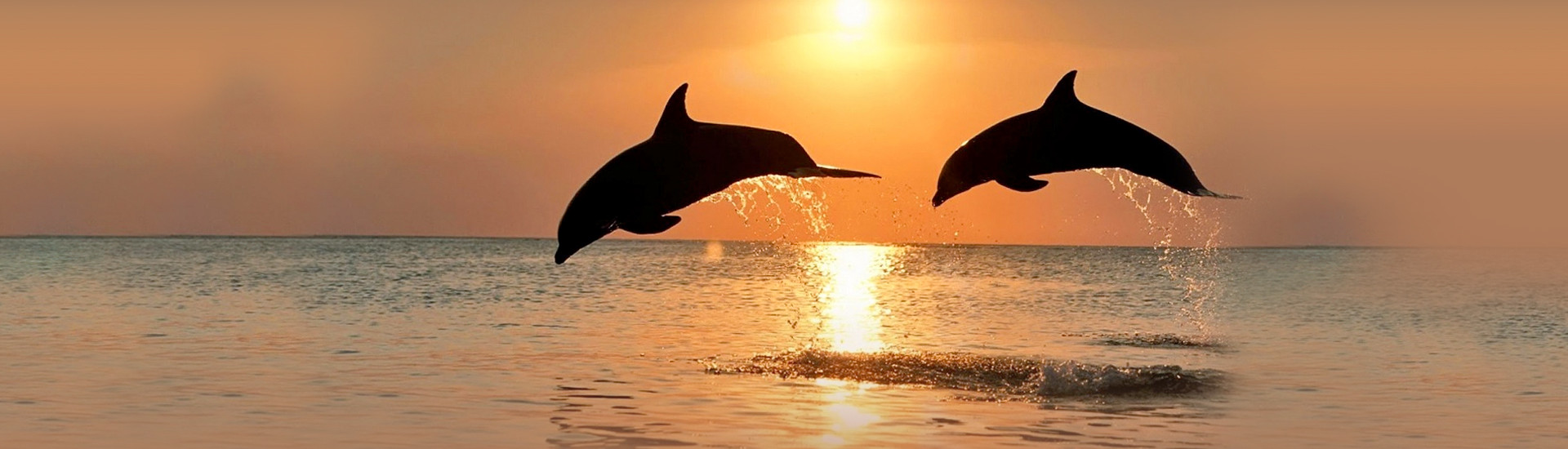 Sunset & Dolphins | Lanzarote