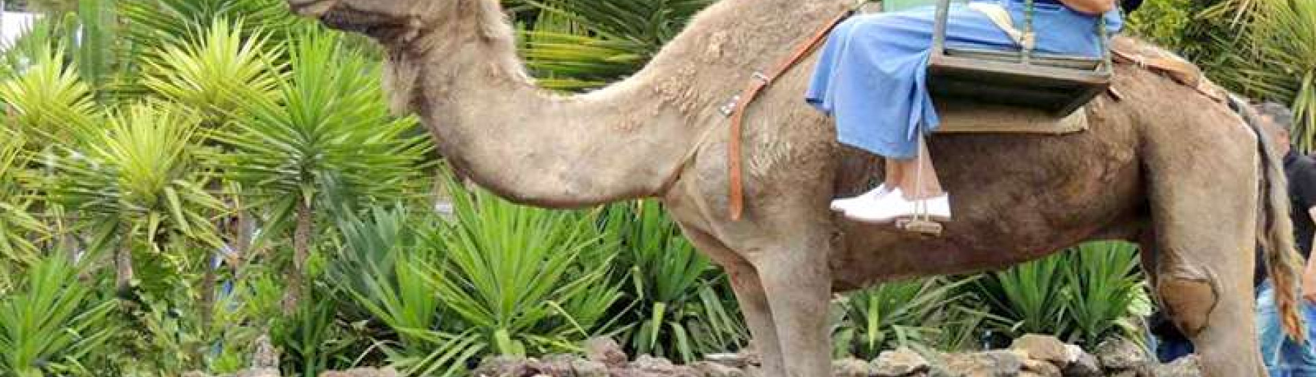 Camello Center Paseo en Camello 20 Min. | Tenerife